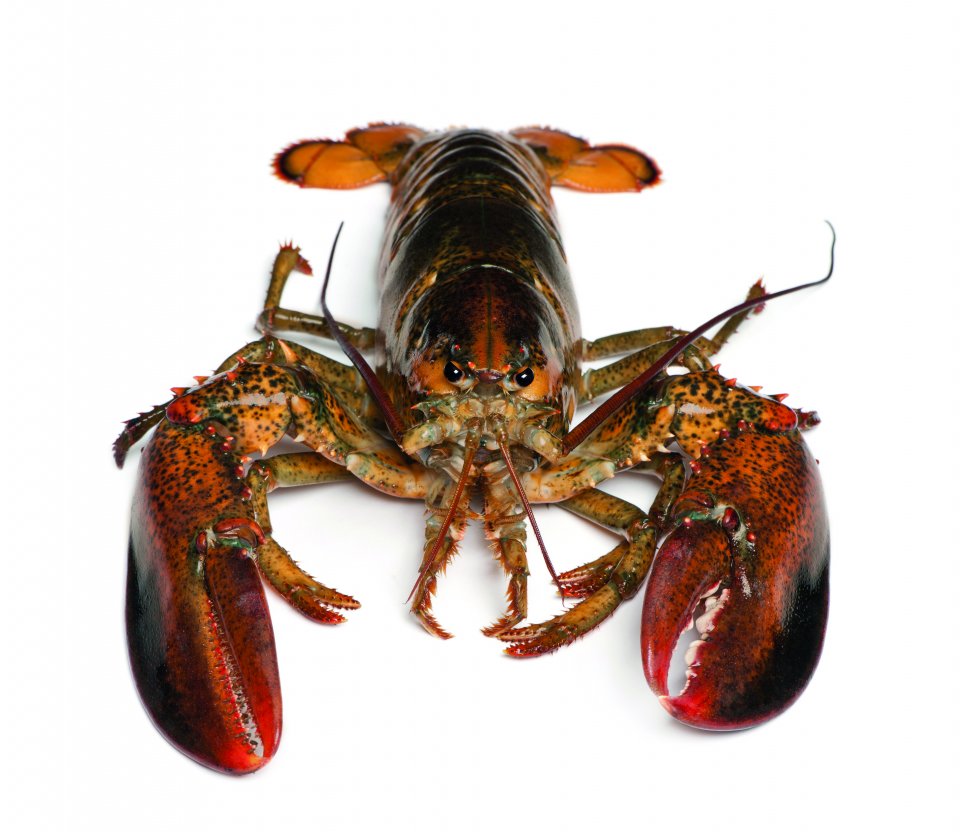 Kreeft - Roem van Yerseke